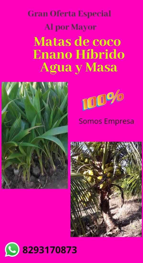 Matas de Coco Enano Híbrido Doble Propósito Agua y masa en Acarigua