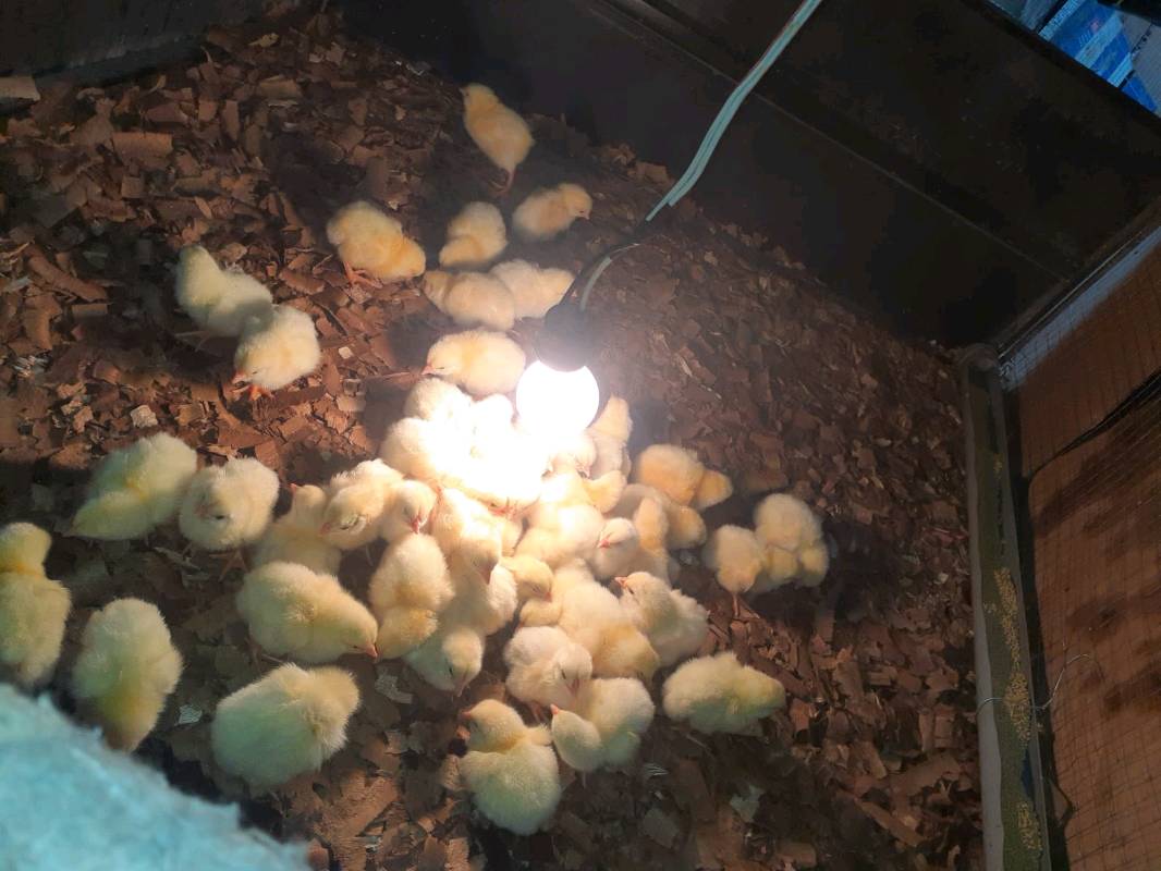 Pollitos broiler en Guayaquil