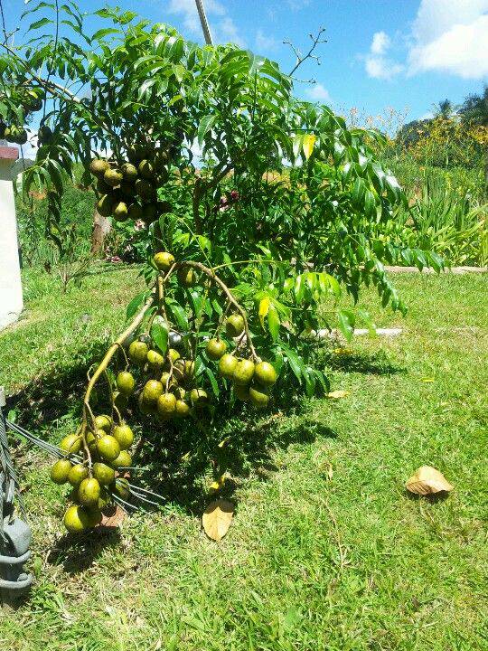 Yuplon enano en San Jose