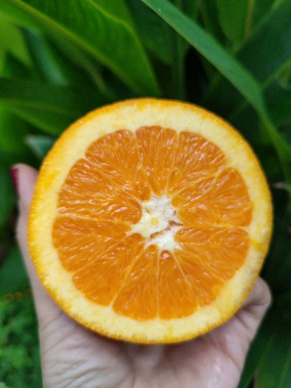 Naranja importada en Caracas