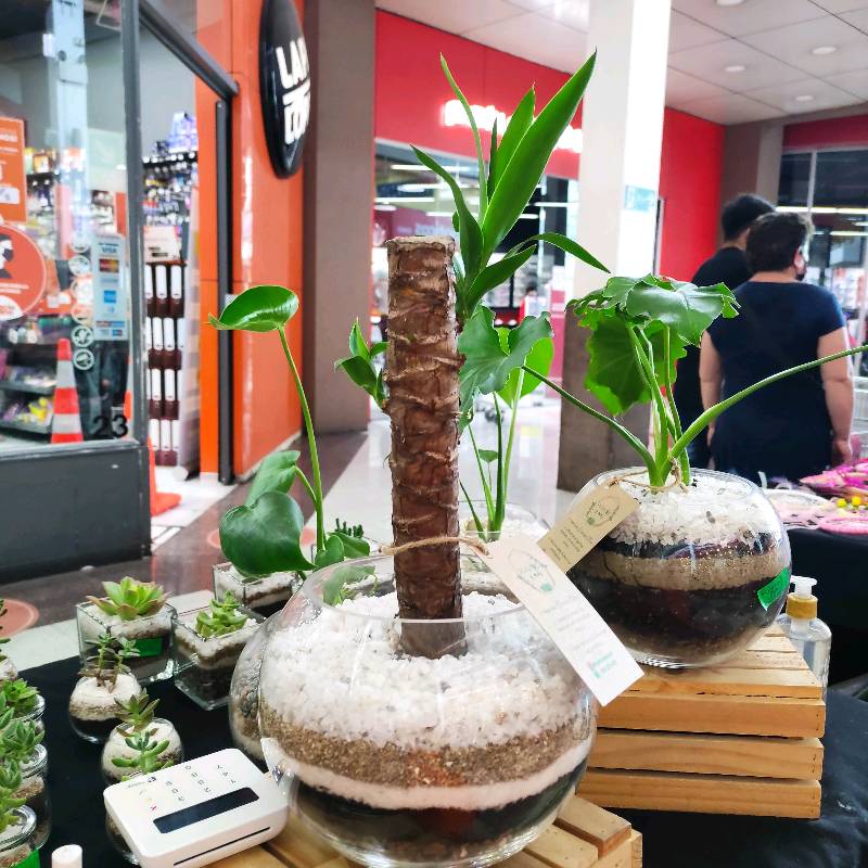 Yucca (símil Palo de agua) en Talca