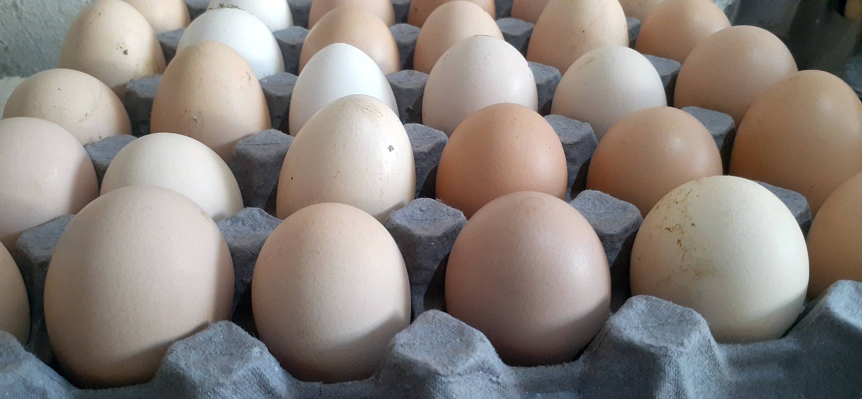 Huevo de gallina de rancho en Tlapehuala