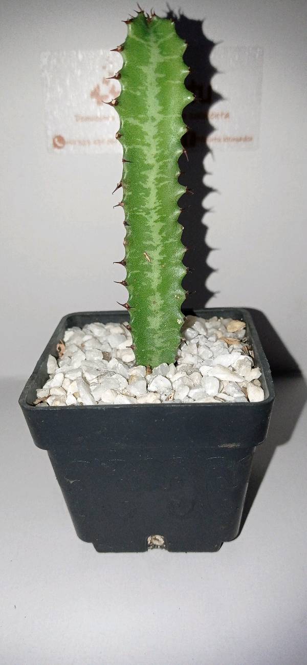 Cactus maseta plástica cuadrada en Bucaramanga