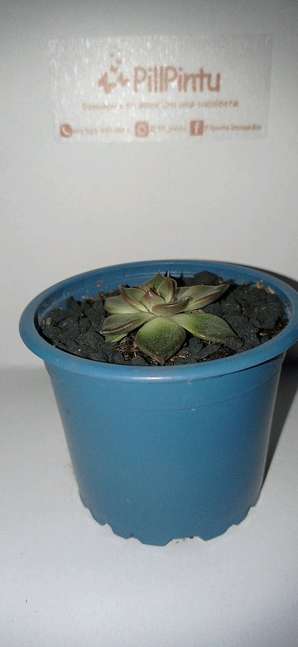 Suculenta maseta plástica en Bucaramanga