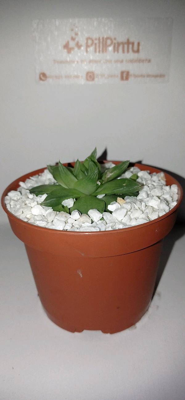 Suculenta maseta plastica en Bucaramanga