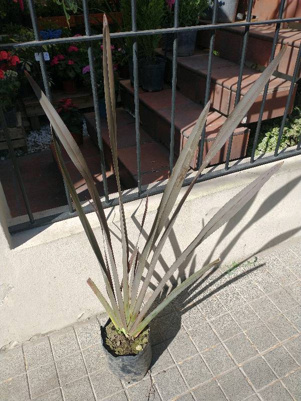 Formio violeta grande en Buenos Aires