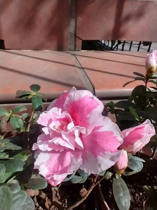 Azalea doble en Buenos Aires