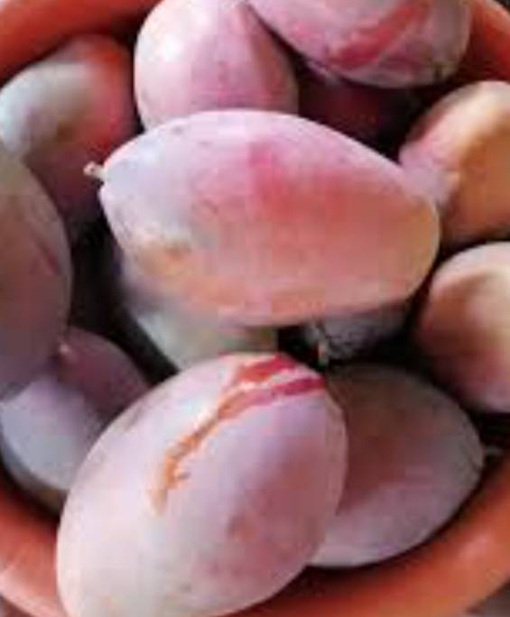 Mango panades,sazon en San Salvador