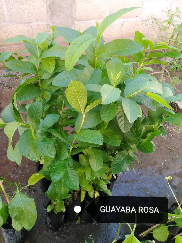 GUAYABA ROSA en Tijuana