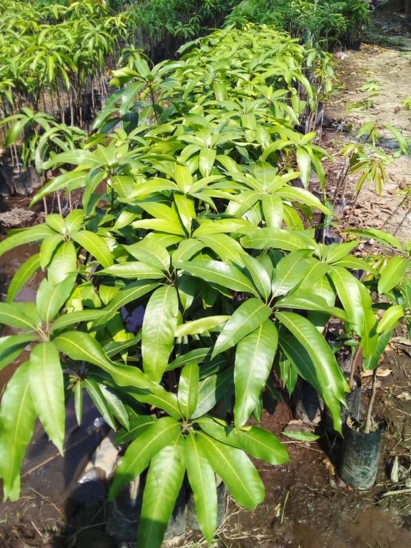 PLANTA DE MANGO HEIDI Y TOMMY en Tijuana