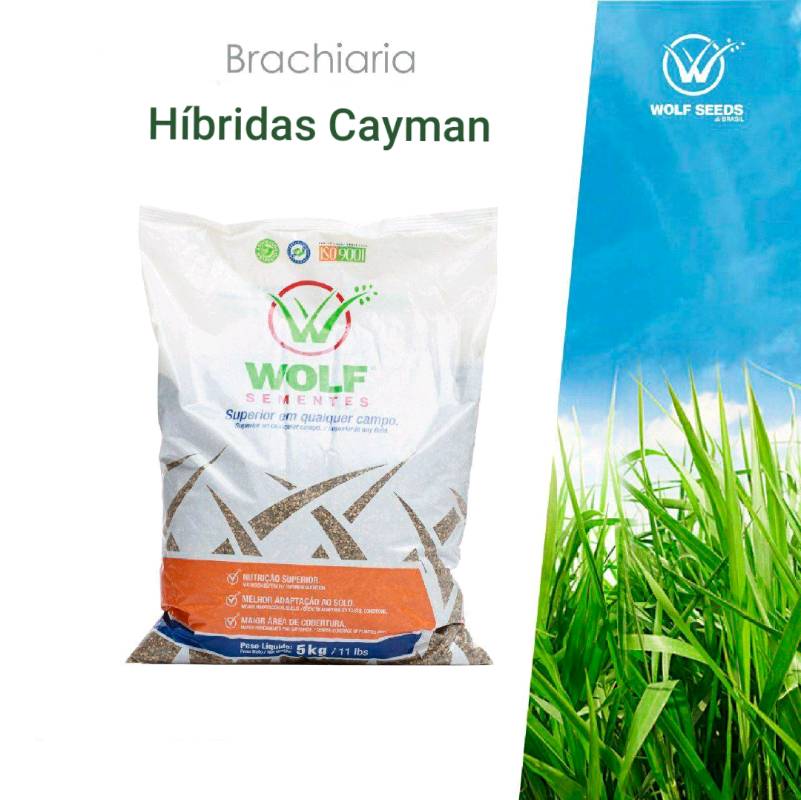 Semillas De Pasto Híbrida Cayman en Barquisimeto