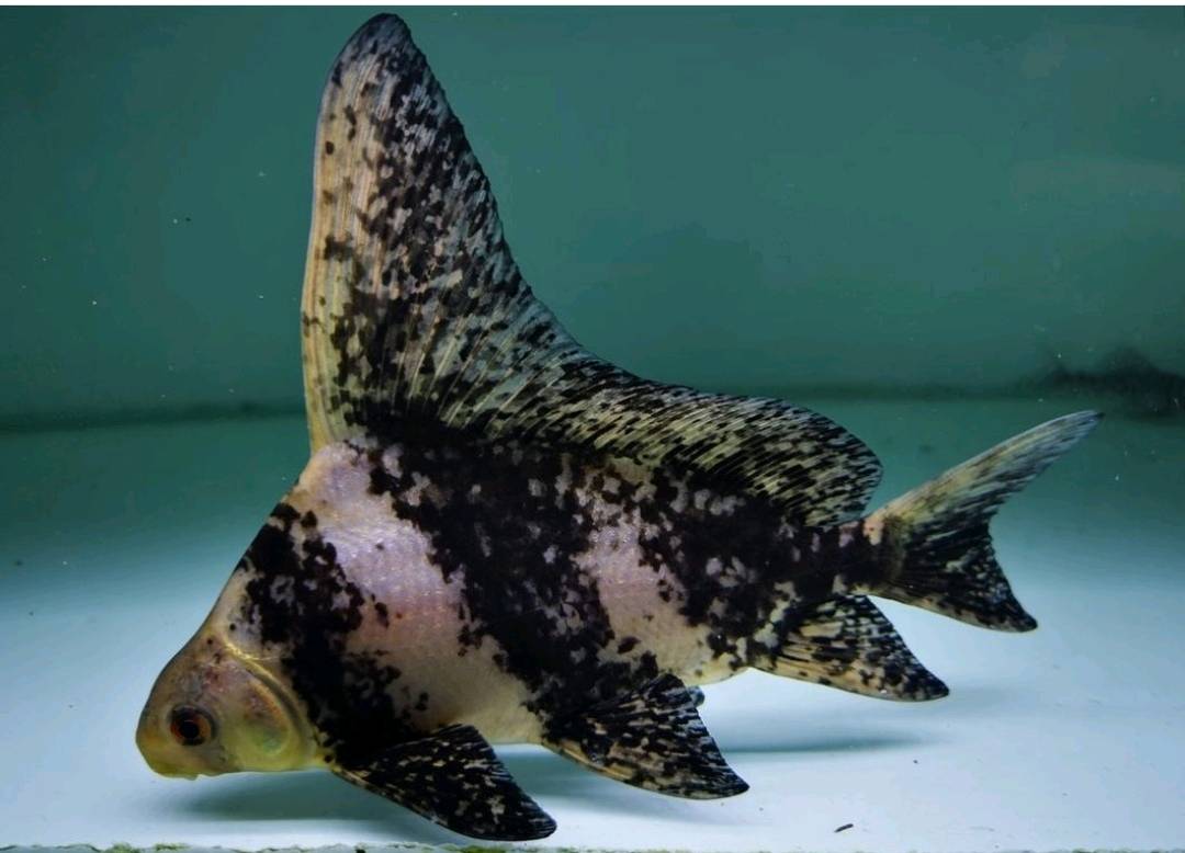 Locha bandera en Siquirres