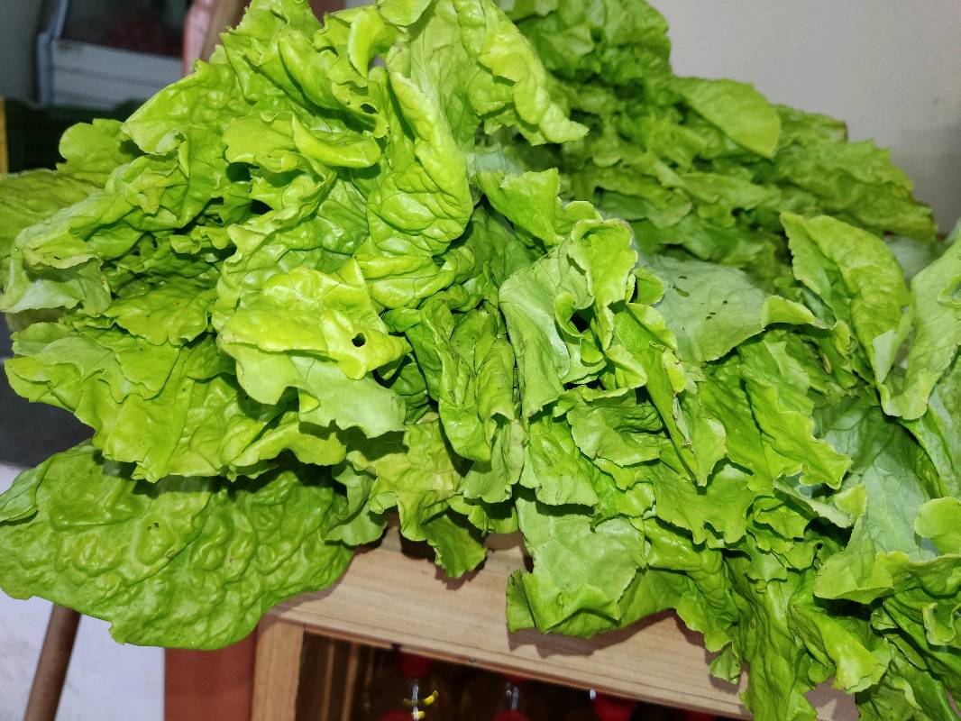 Lechuga criolla en puerto ordaz