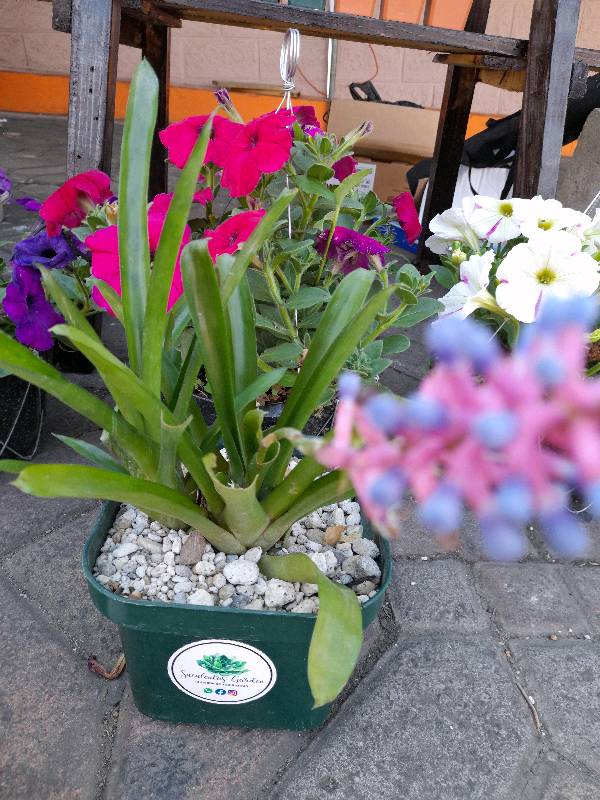 Bromelia flor rosada con morado en Jayaque