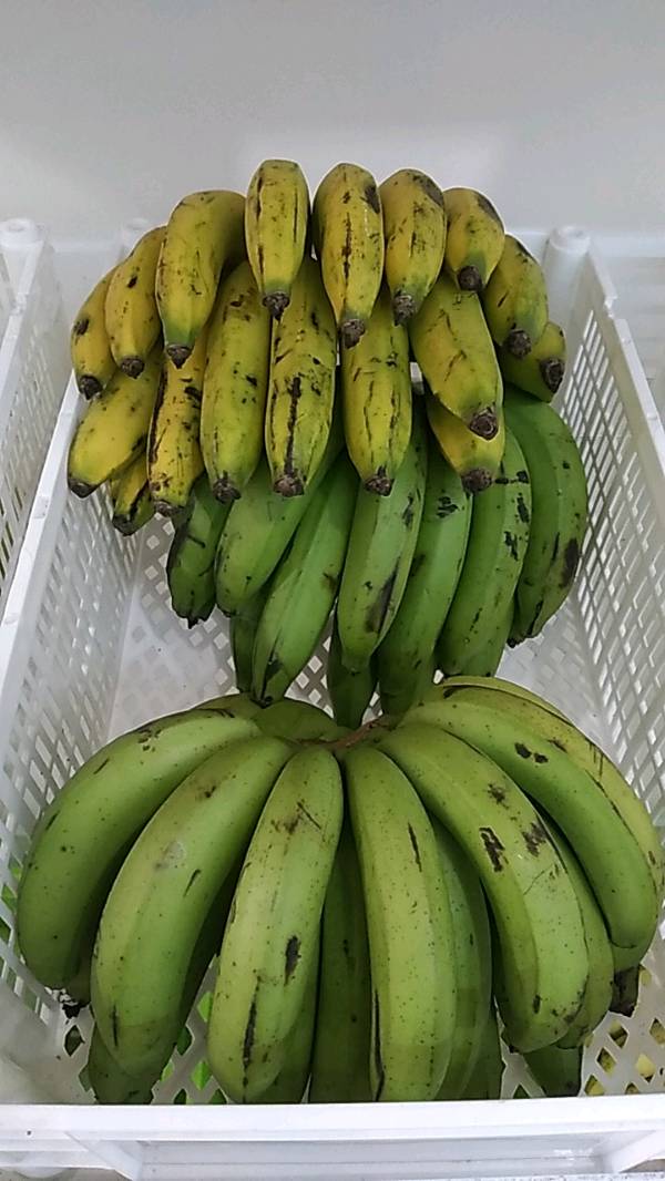 Banano criollo en Senahu