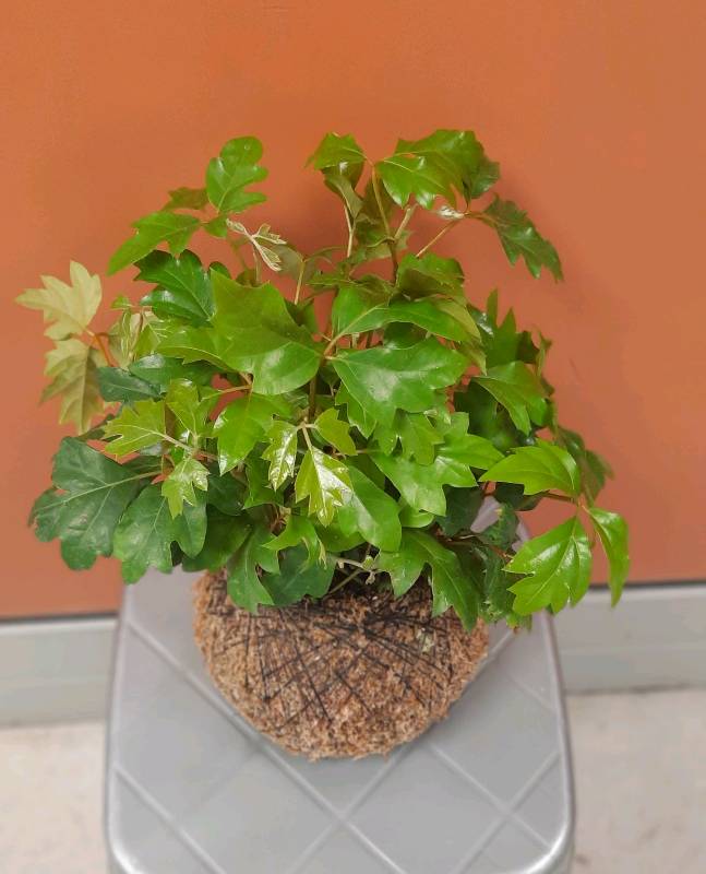 Cissus (enredadera) en Recoleta