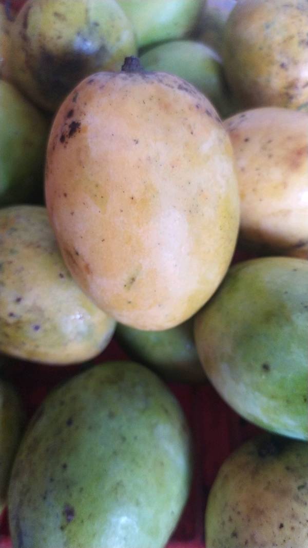 Mango comun en Cota
