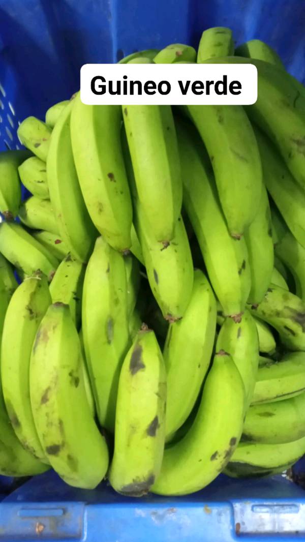Guineo verdes en El Valle. H.M