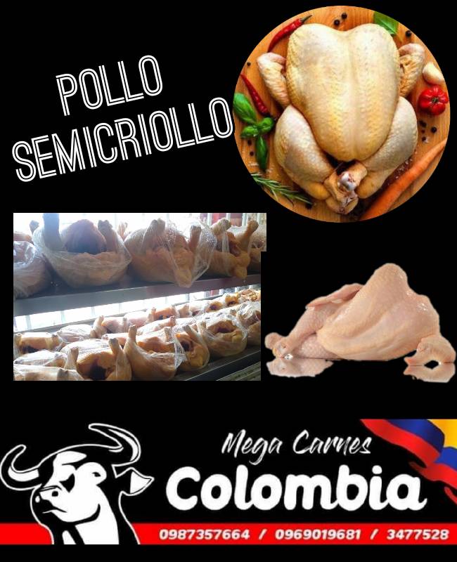 Pollo Semicriollo en Tababela