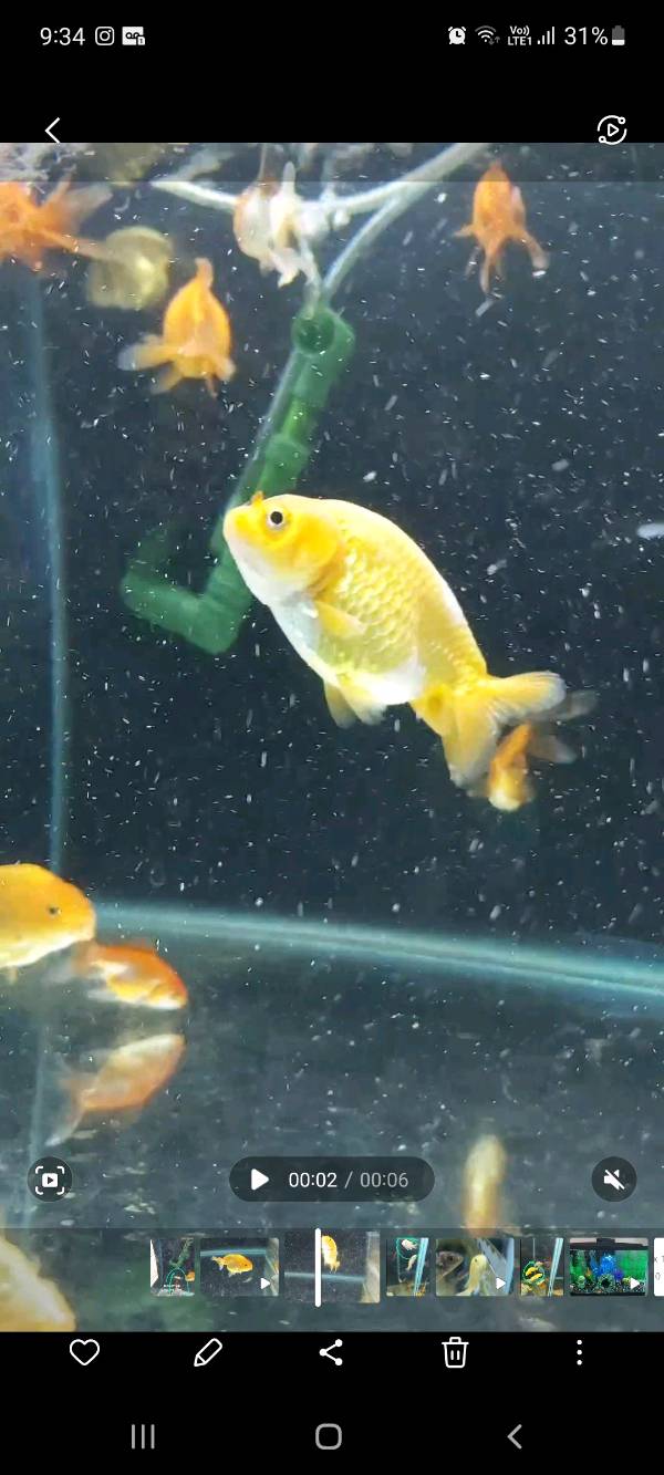 Pez Ranchu en Guatemala City