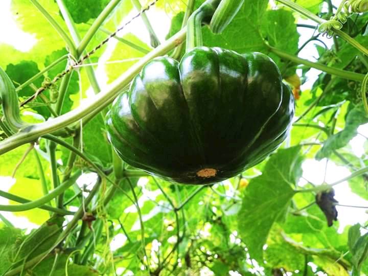 Calabaza criolla en Cancún
