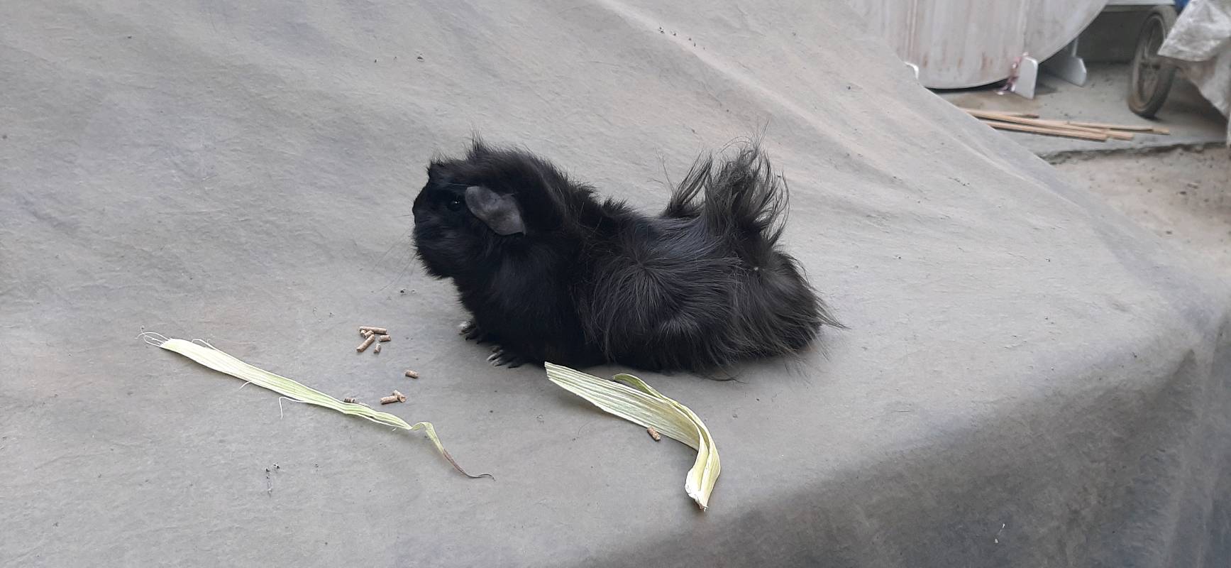 Cuy negro (TIPO III) en Lima