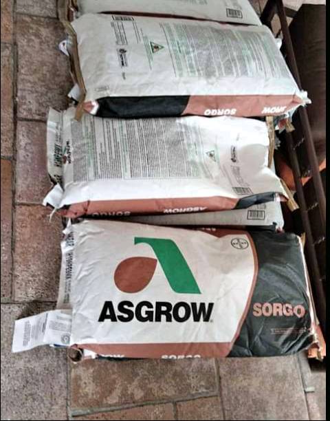 Asgrow sorgo en Actopan