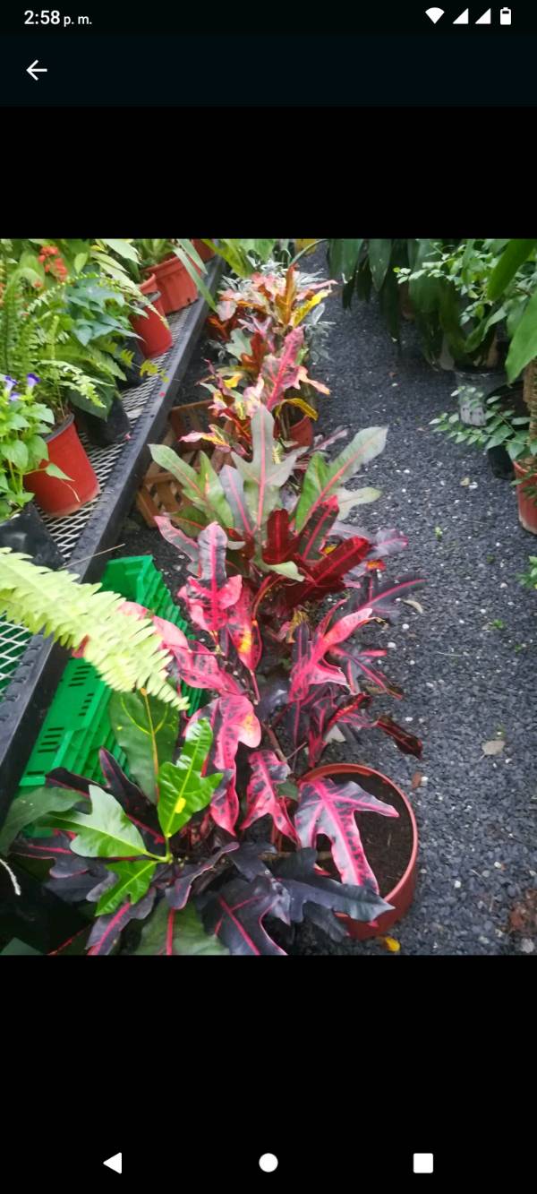 Crotos variados 8.00 en Panama