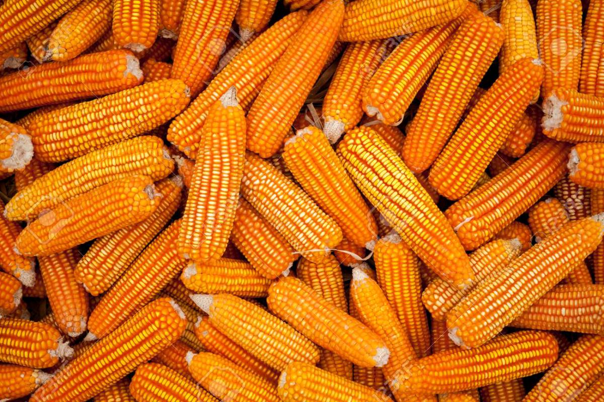 Maíz Amarillo consumo humano en Barranquilla