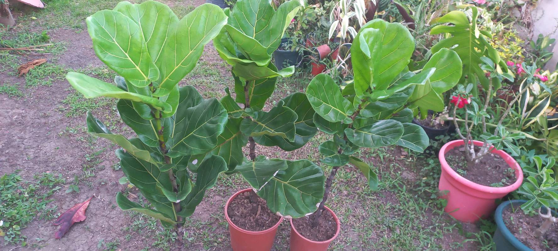 Ficus lyrata en Panama
