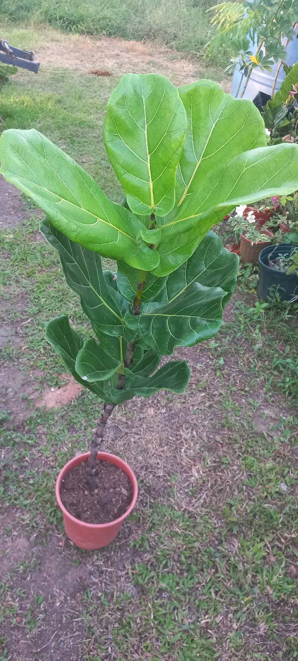 Ficus lyrata en Panama