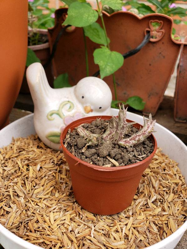 Stapelia Dummeri en San Pedro Sula