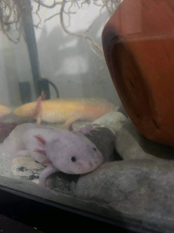 Ajolote rosa, (hembra) en Heroica Matamoros