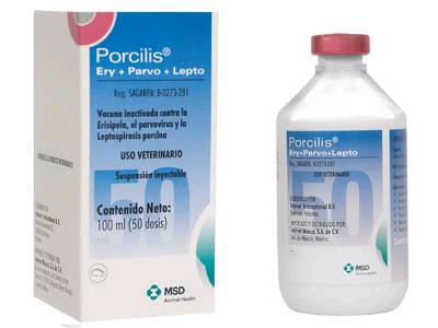 Porcilis en Zacatecas