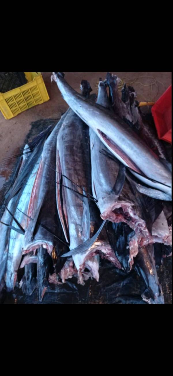 Atún Palagar en Caracas