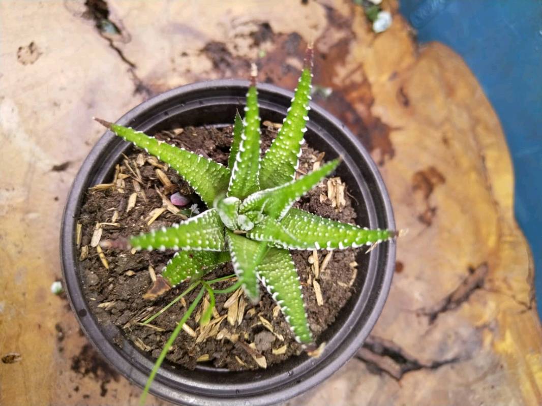 Planta dragon estrellae en chiriquí