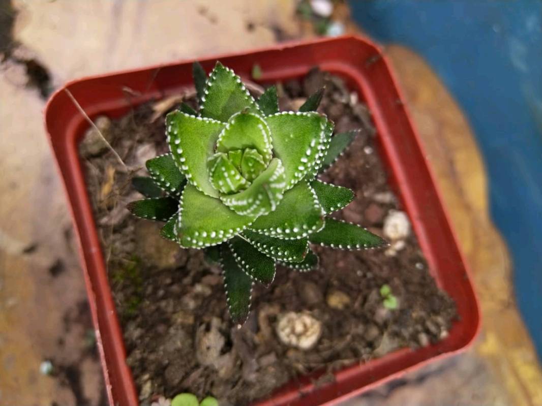 Planta dragon 🐲 en chiriquí