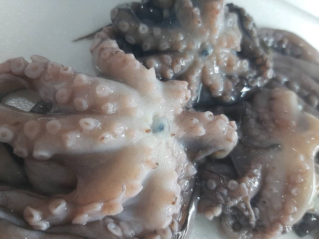 Pulpitos en san rafael