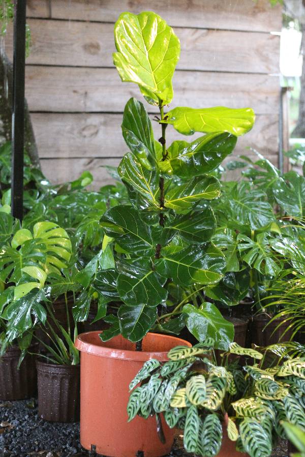 Ficus lirata en Santiago