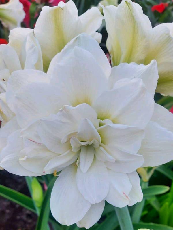 AMARILYS en Santo Domingo