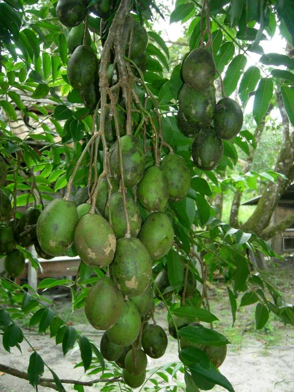 Jobo dulce o manzana de oro en Nagua