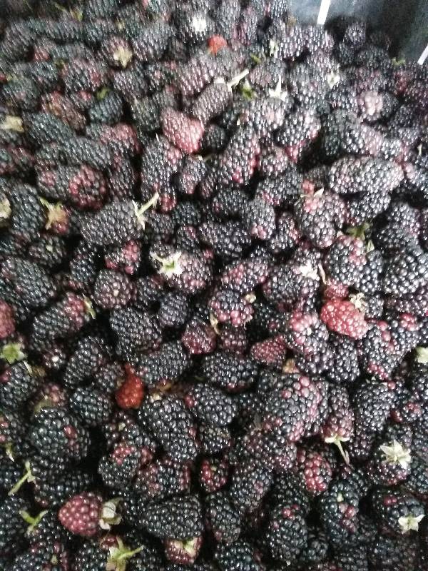 Pulpa de Mora en Cundinamarca