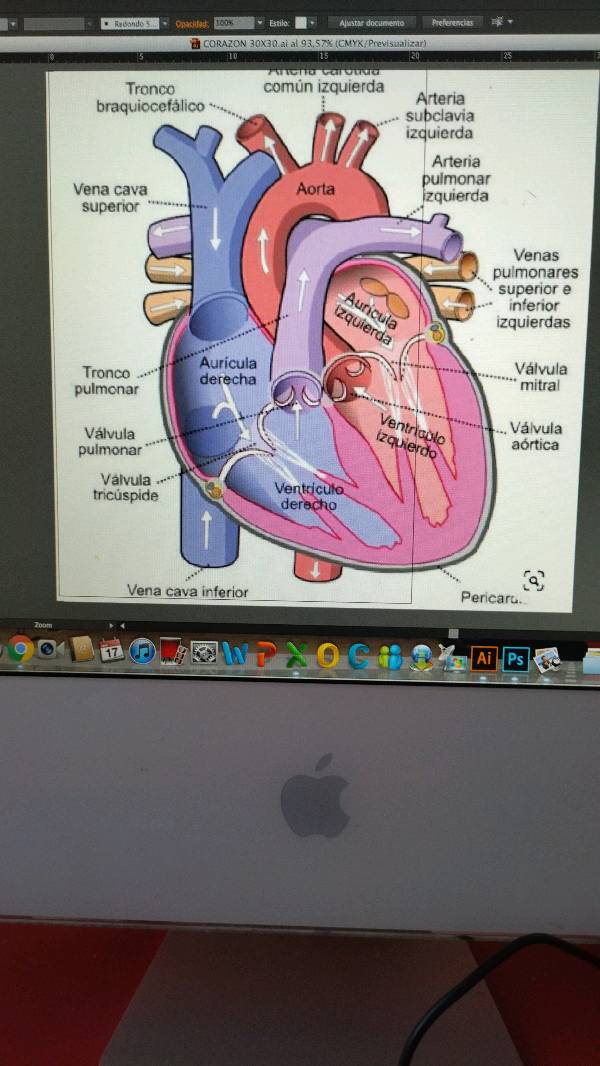 Maqueta del Corazón funcional en Quito