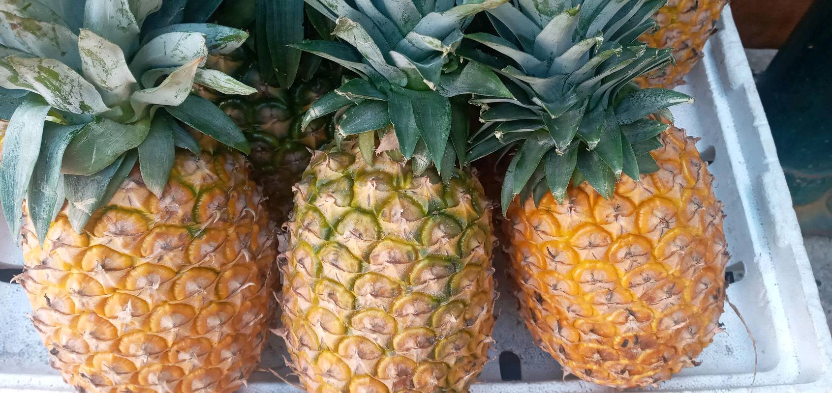 Piña cayena en Xochimilco