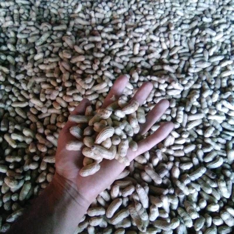 Maní 🥜 en concha en Zumpango del Rio