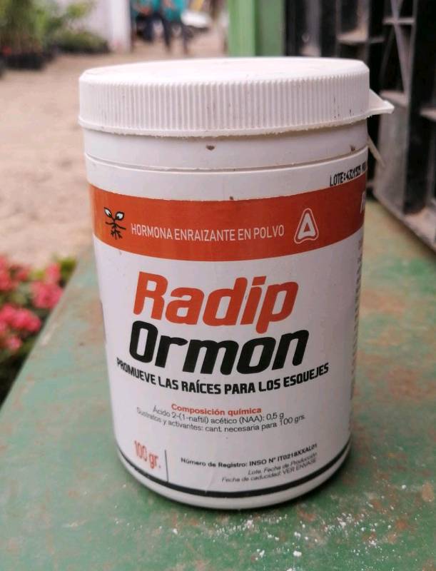 Radip Ormon en Santa Cruz