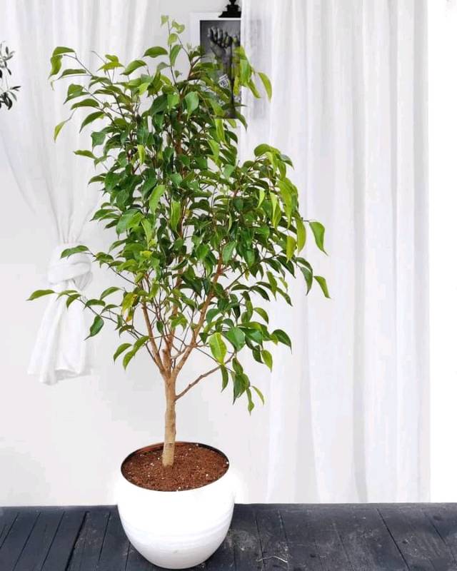 Ficus BENJAMINA en Lima