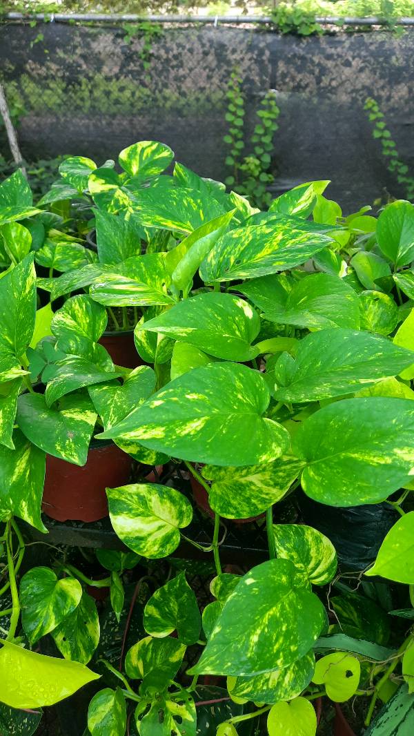 Potho Golden en Las Tablas