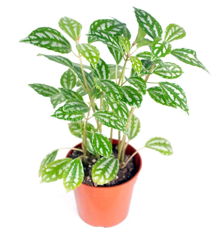 Pilea de Cadierei en Las Tablas