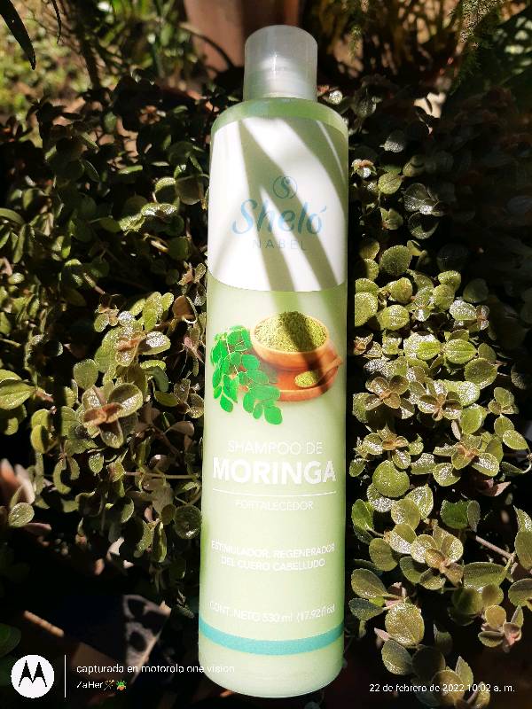 Shampoo moringa en Buenavista